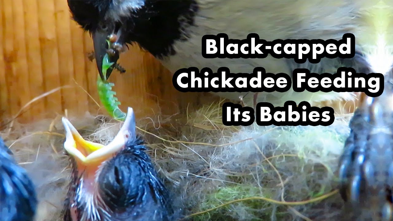 Baby Birds in Nest HUNGRY - Black-capped Chickadees Feeding Their ...