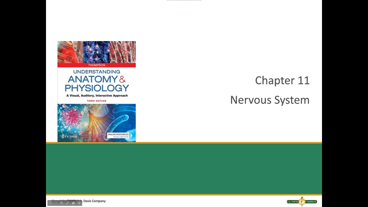 Unit 4: Chapter 11- Nervous System Video Lecture - YouTube