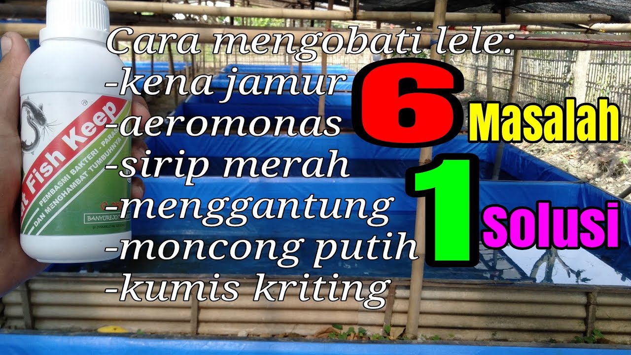 Cara mengobati lele yang sakit jamuran aeromonas menggantung ,part 2 ...