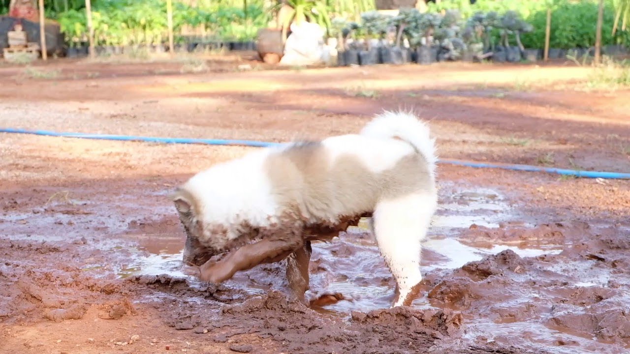 Dog Loves Rolling in Mud || ViralHog - YouTube
