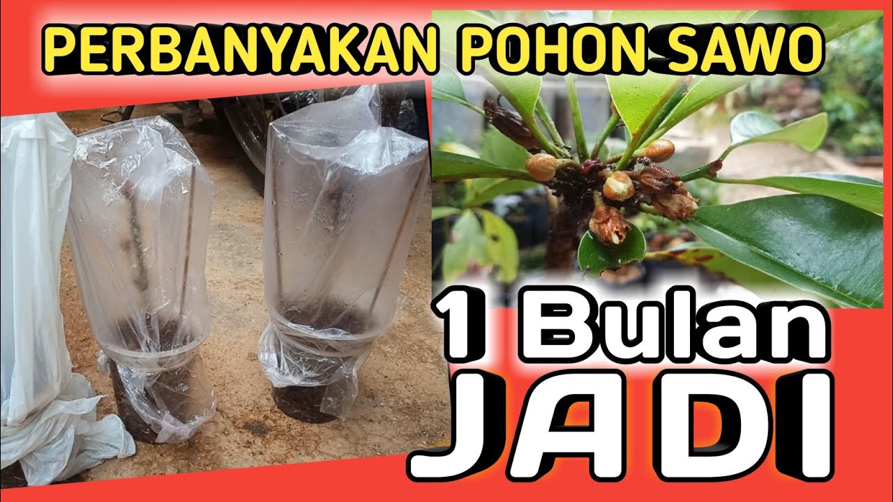 STEK PUCUK TANAMAN BUAH SAWO || PERBANYAKAN TANAMAN SAWO JADI LEBIH ...