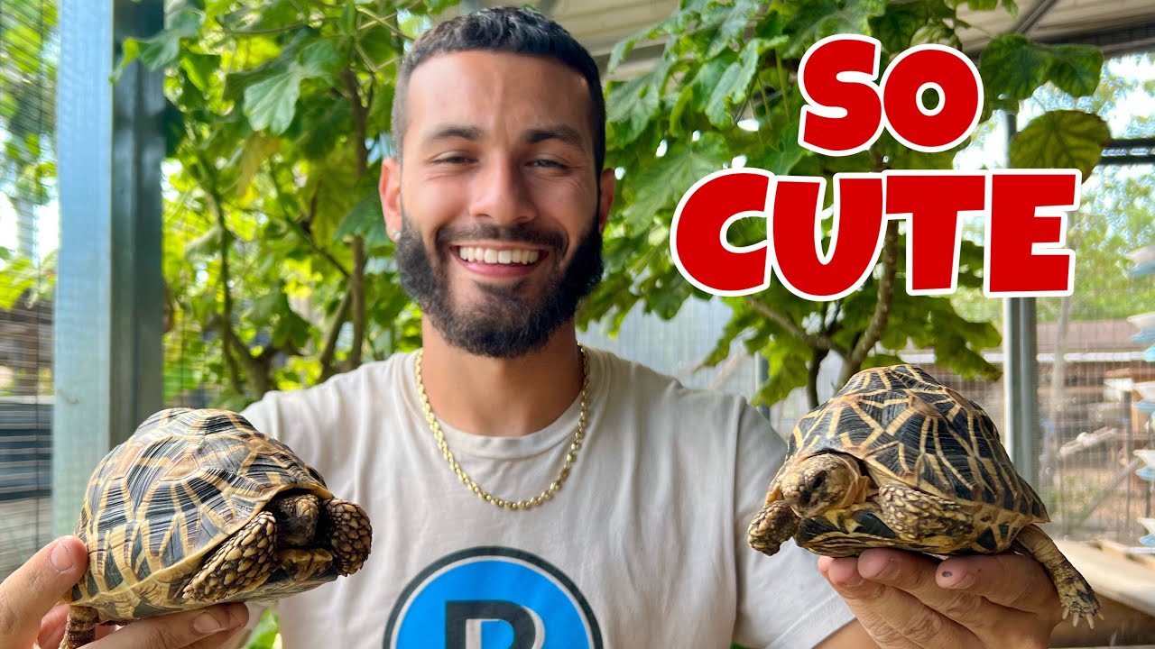 HOW TO TAKE CARE OF BABY TORTOISES! - YouTube