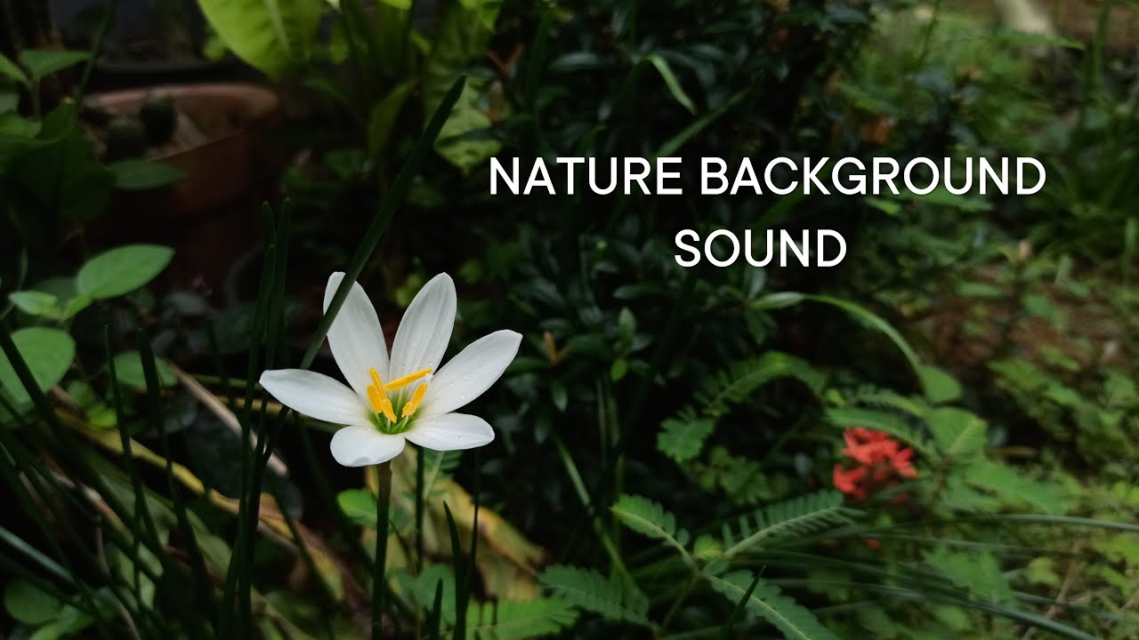 Nature Background Sound Birds Singing Forest Ambience 4K 5 Minute Relaxing Sound nature nature-background-sound-birds-singing-forest-ambience-4k-5-minute-relaxing-sound-nature