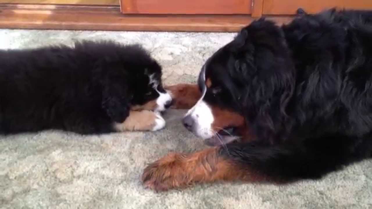 Bernese Puppy Bear Bernese Lily with bones - YouTube