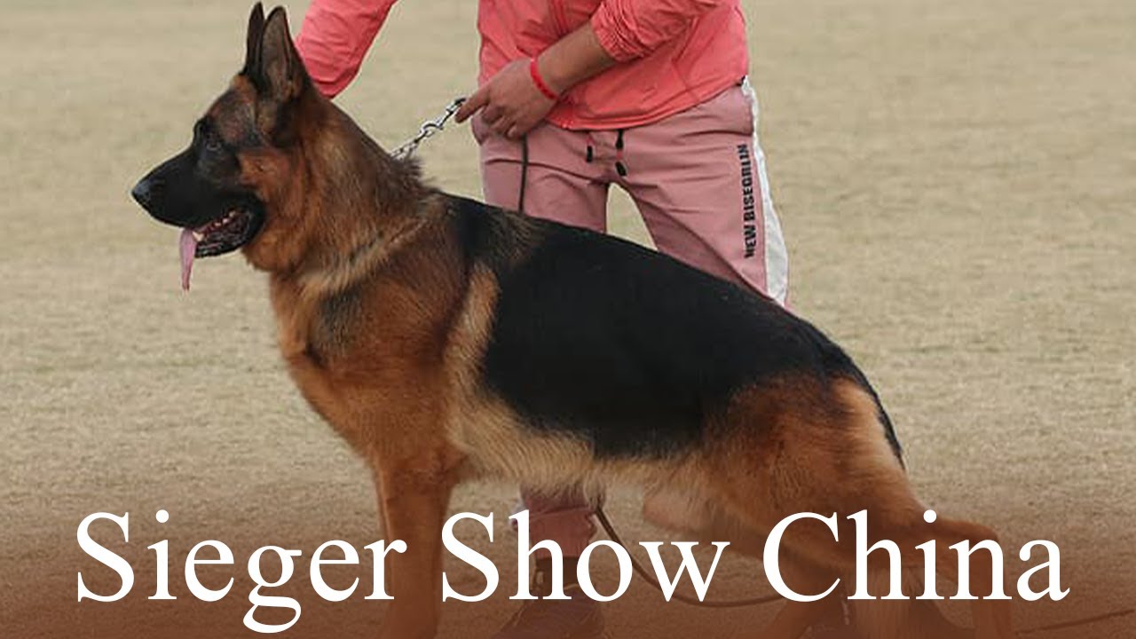 German Shepherd Sieger Dog show in china|#dogshowchina#germanshepherd ...
