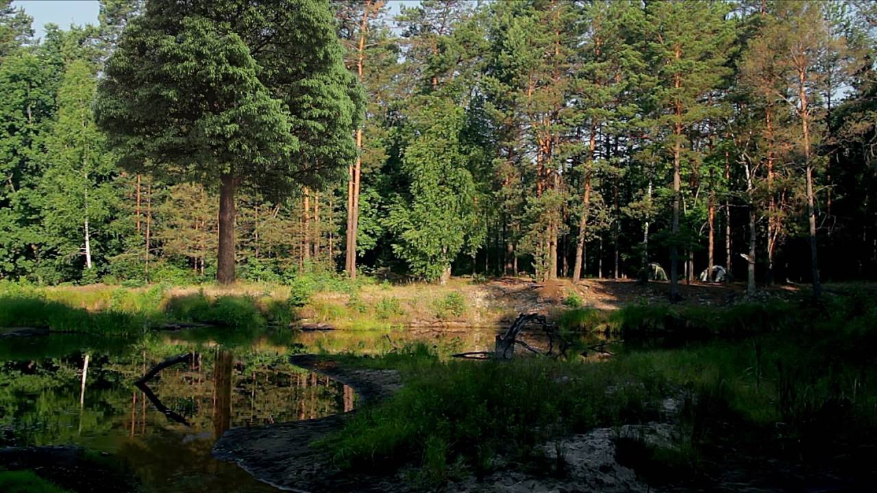 Buy A WEWOOD, We Plant a Tree! - YouTube