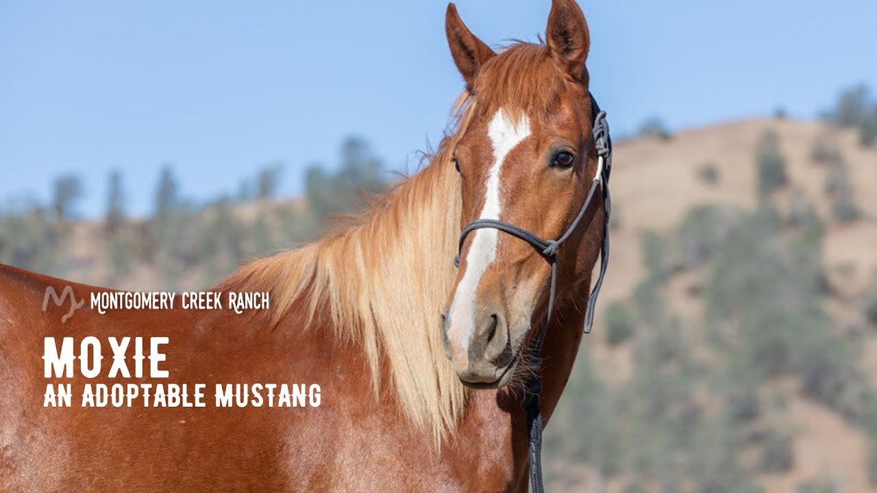 Moxie, an Adoptable Mustang - YouTube