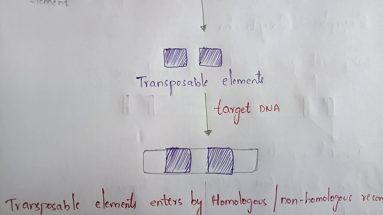 STRUCTURE OF TRANSPOSONES || DNA AND RETERO TRANSPOSOSNES || BY ...