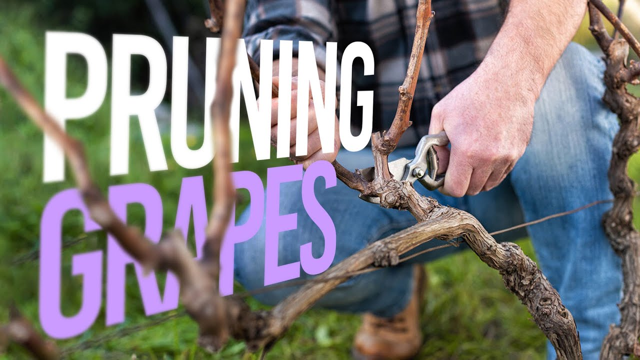 Pruning & Training Grapes - YouTube
