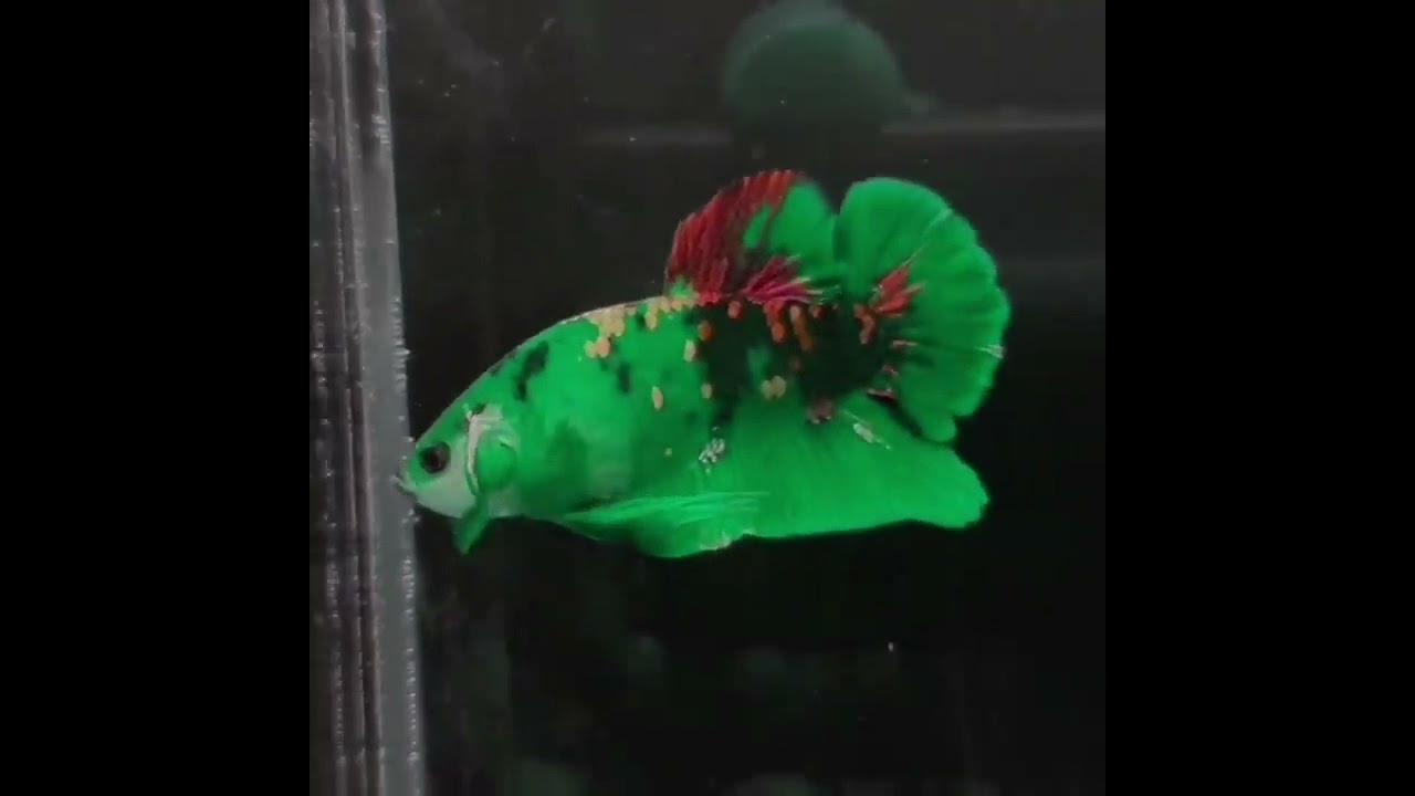 betta fish hulk multicolor #bettafish #shorts #cupanghias #hulk - YouTube