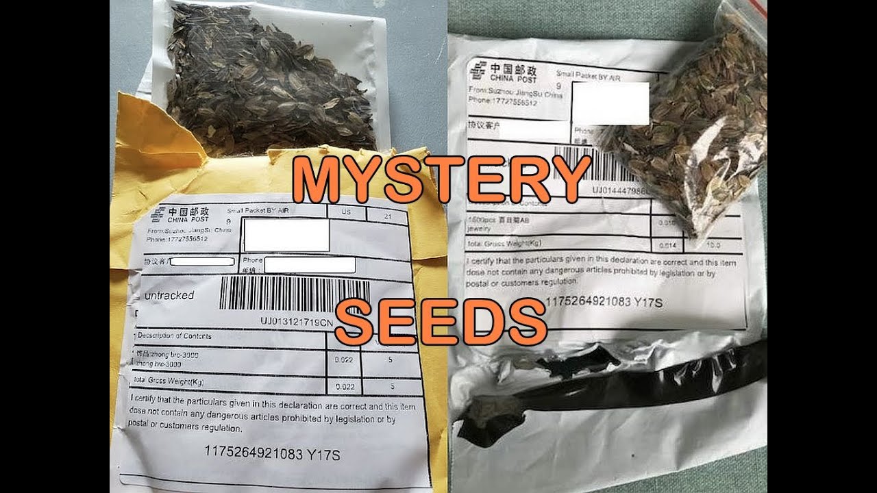 Mystery Seeds - YouTube