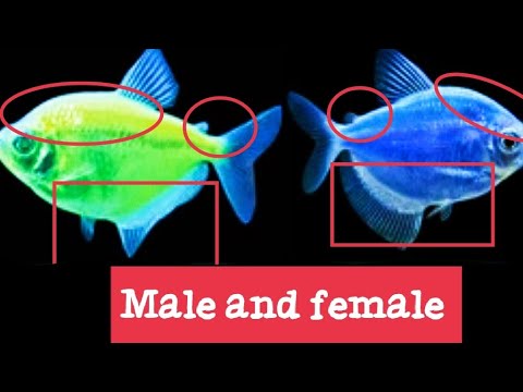 HOW TO YOU KNOW THAT WIDOW TETRA FISH MALE AND FEMALE||Full information ...