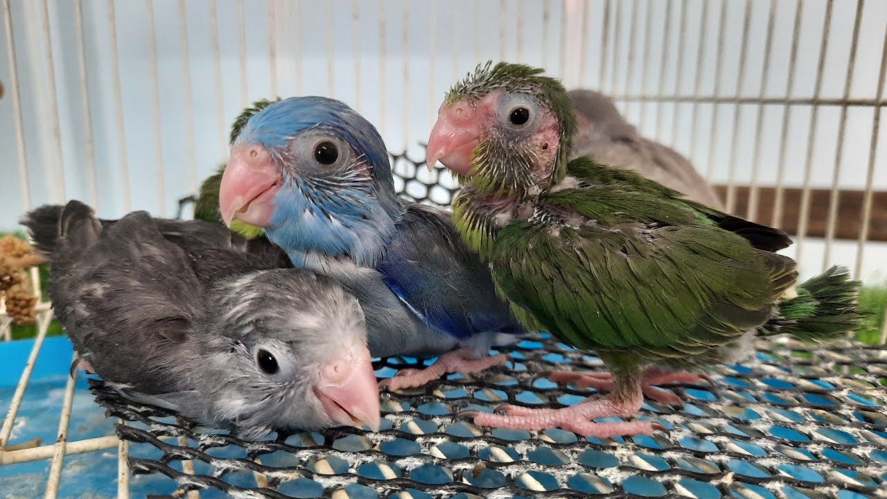 The parrot forpus market has a lot of parrots, lots of beautiful colors ...
