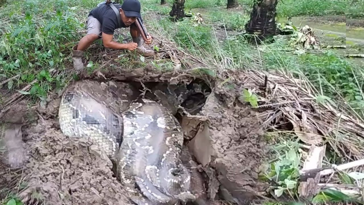 DETIK DETIK PROSES EVAKUASI PENANGKAPAN MONSTER ULAR PYTHON TANAH ...