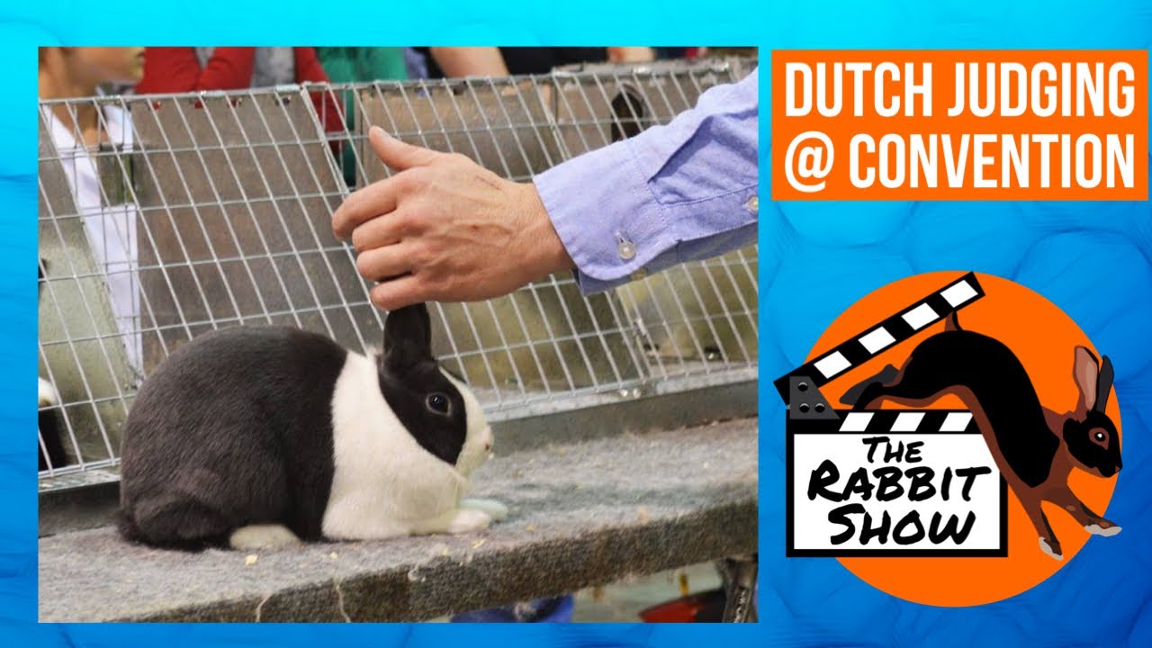 Open Dutch Judging | ARBA Convention 2018 - YouTube