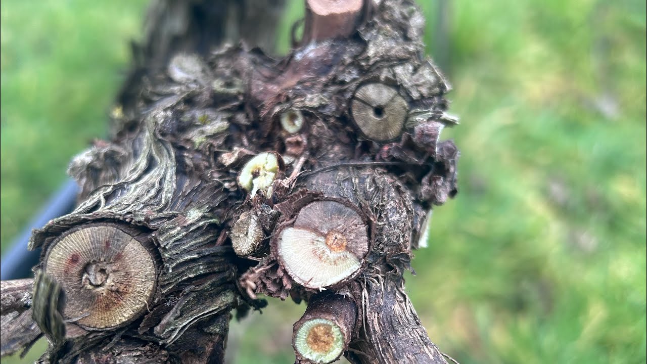Pruning in action #3. Stopham Vineyard March 6th - YouTube