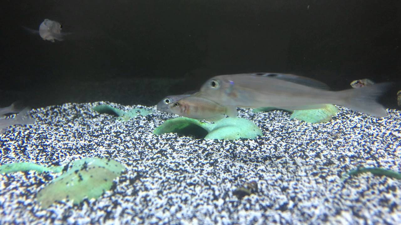 Altolamprologus sp. Compressiceps Shell "Sumbu Dwarf" - YouTube