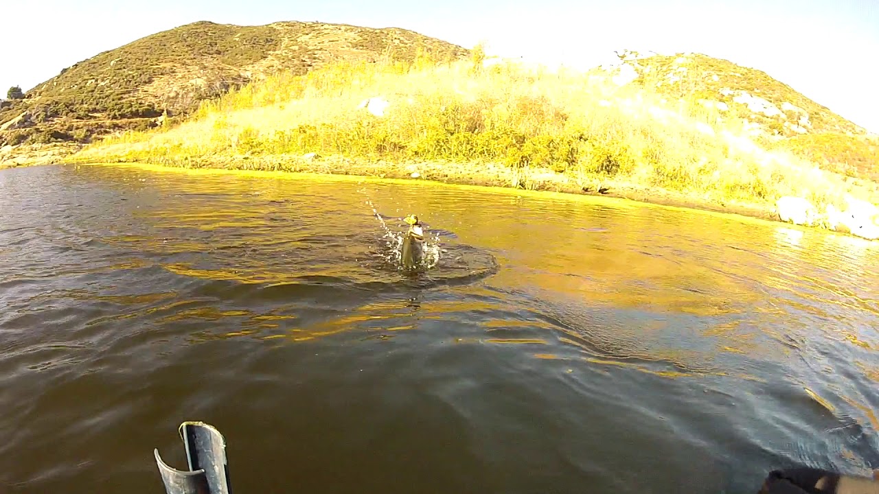 Blow Up on a Reckless Rodent - YouTube