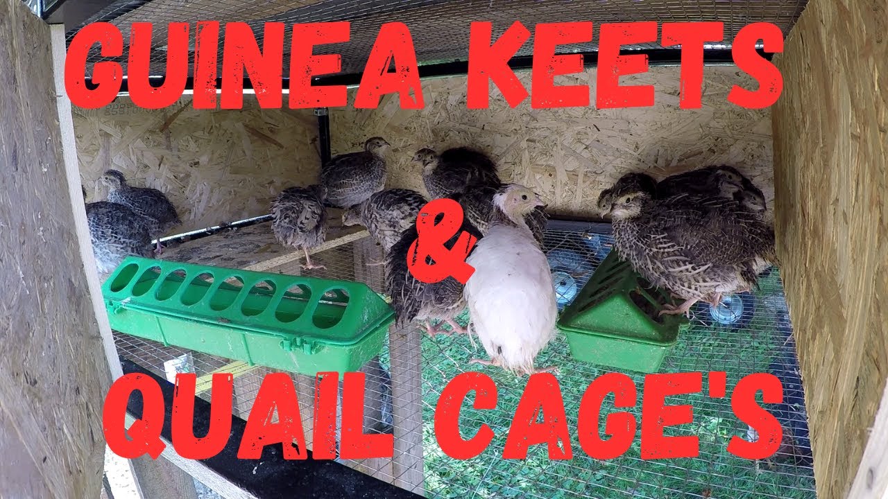 These Quail & Guinea Keets need new homes - YouTube