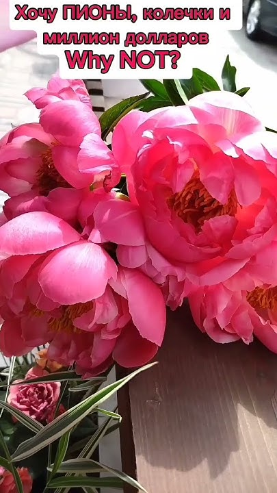 🔥Хочу ПИОНЫ, колечки и миллион долларов🔥WHY NOT? #videoshort #flower# ...
