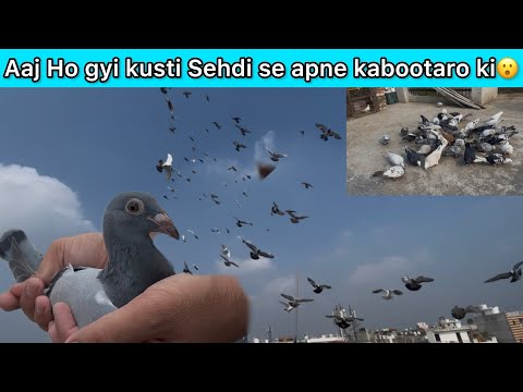 Aaj bhi kabootar lad gye Sehdi se❤️‍🔥