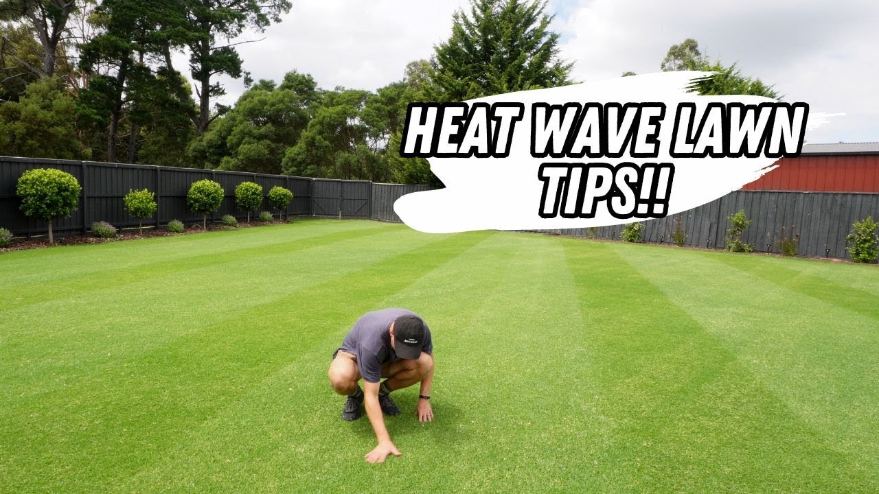 Helping your lawn through a heat wave - YouTube