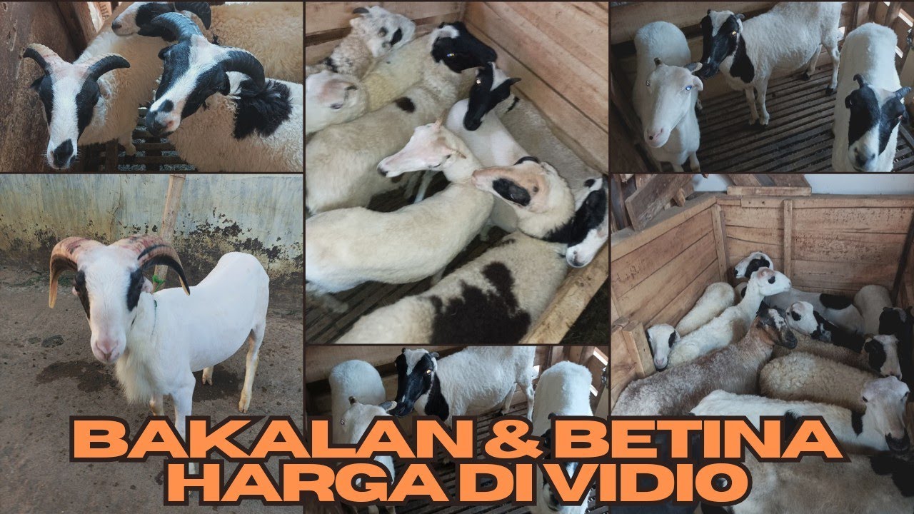 BIBIT RANCUNG & BAKALAN DOMBA & PETETAN DOMBA GARUT SUPER READY BANYAK‼ ...