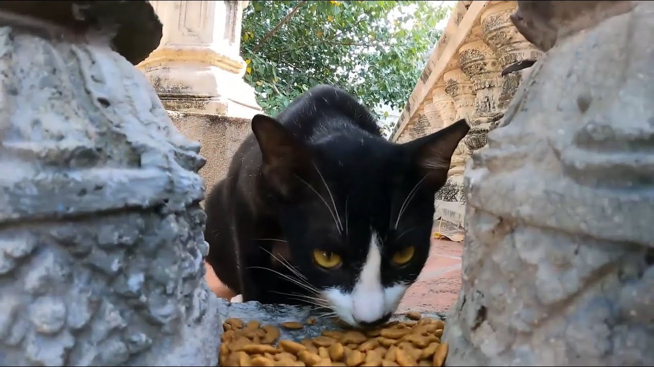 Caring for and rescuing stray animals, allowing homeless animals to ...