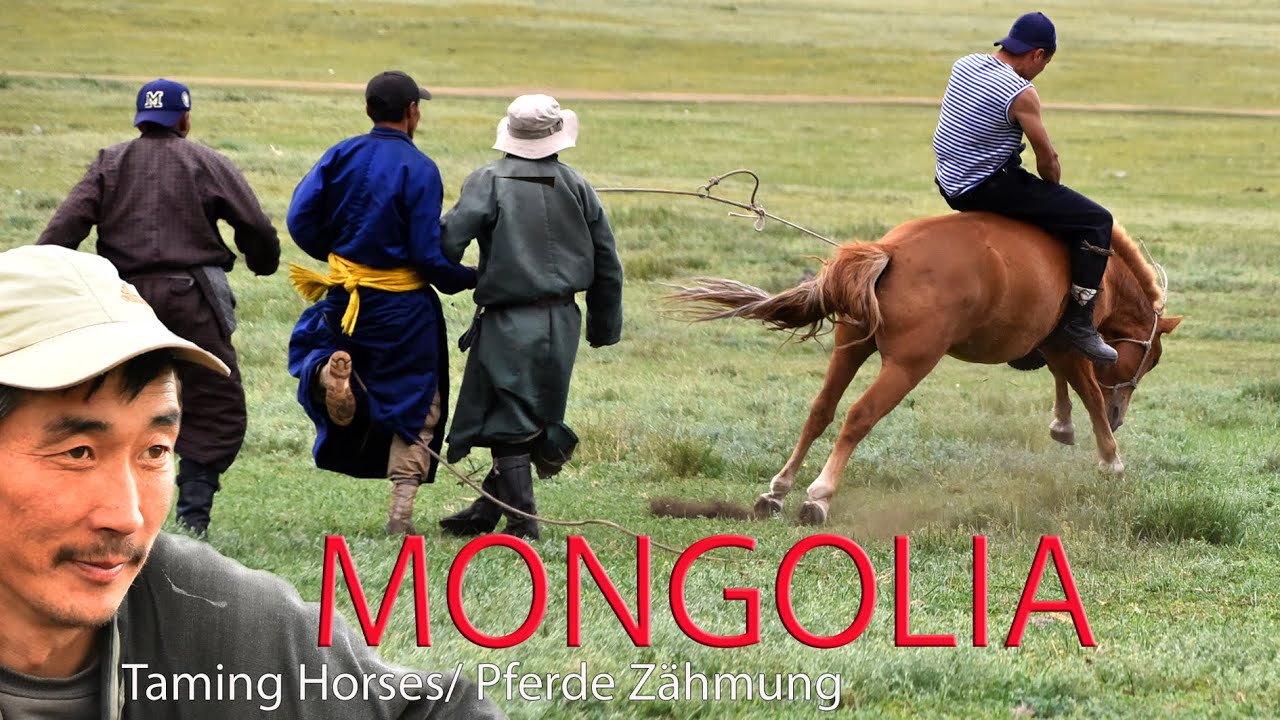 Taming Horses in Mongolia, Pferde Zähmung, Rodeo im Orkhon Tal - MONGOLEI - YouTube