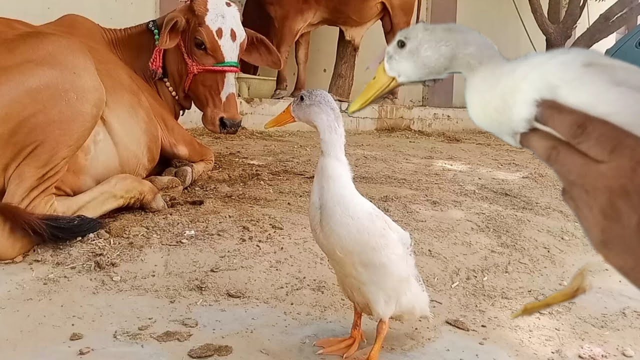 Duck Meets Cow - YouTube