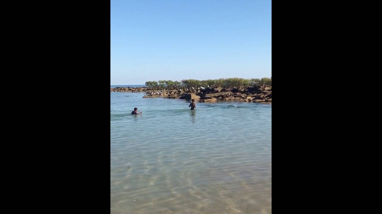 Trying to Spear Sharks in Water, One Arm Point WA - YouTube