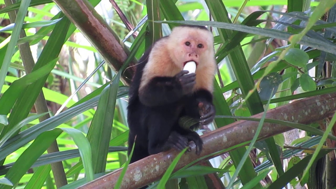 El mono carablanca | Cebus capucinus - YouTube