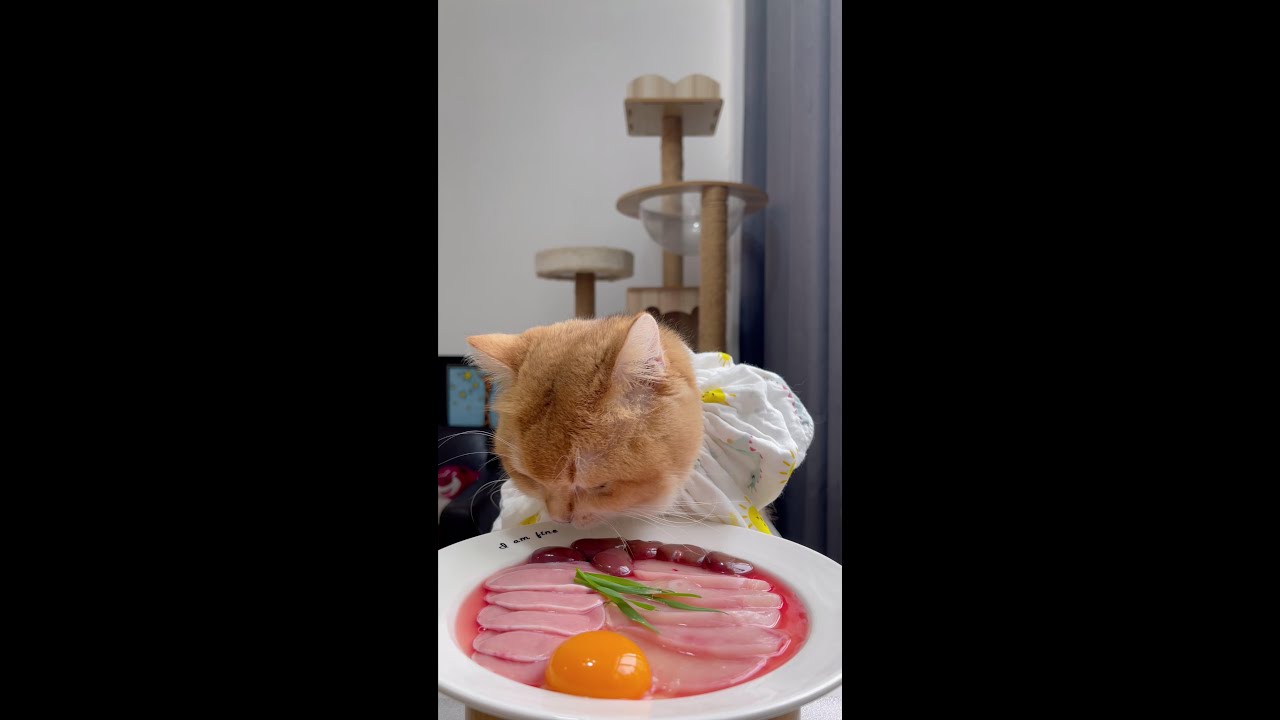 Eat casually# Xiao Mao, the most active cat with dry rice# food cat# Xiao Mao eating video# dry ...
