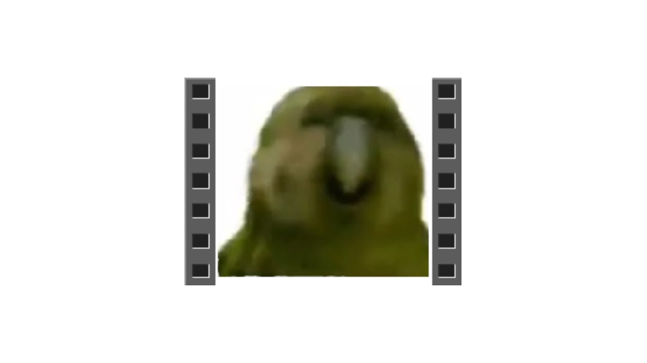 kakapo dance - YouTube