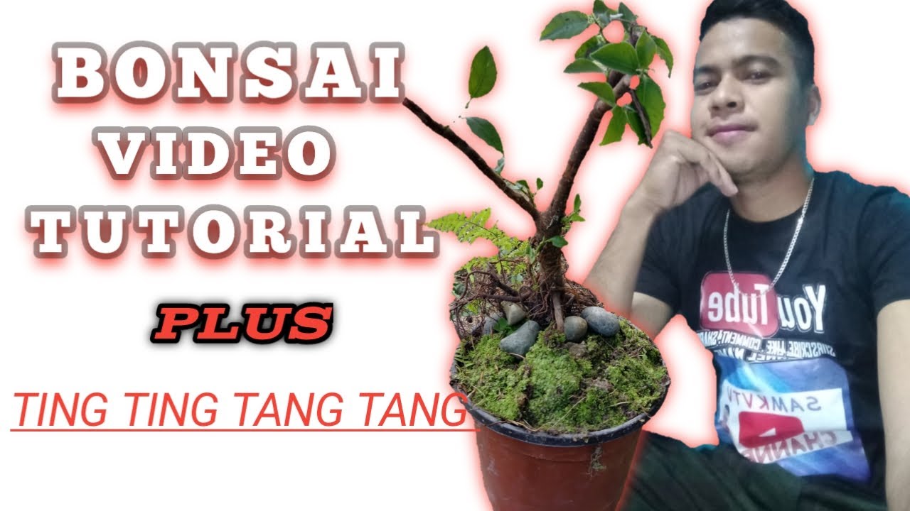 VIRAL! BONSAI VIDEO TUTORIAL+TING TING TANG TANG DANCE CHALLENGE #bonsaitreesforbeginners - YouTube