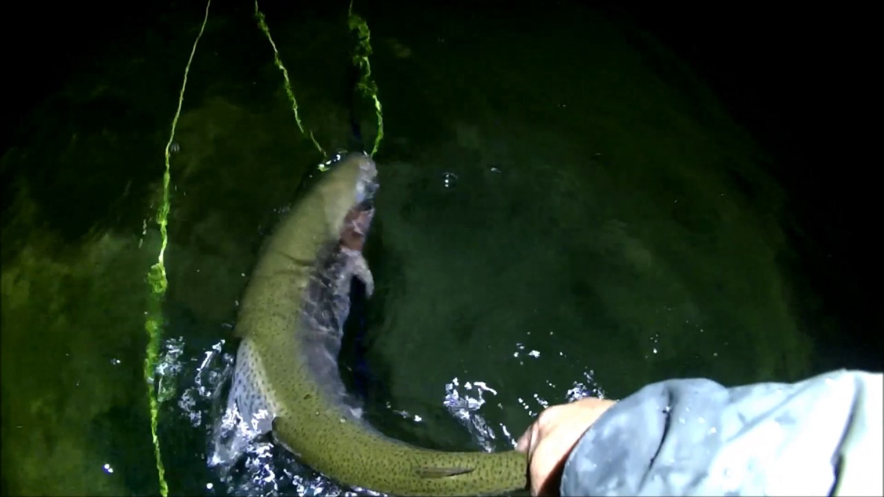 Trout Farm Rotorua at Lise Robertson blog