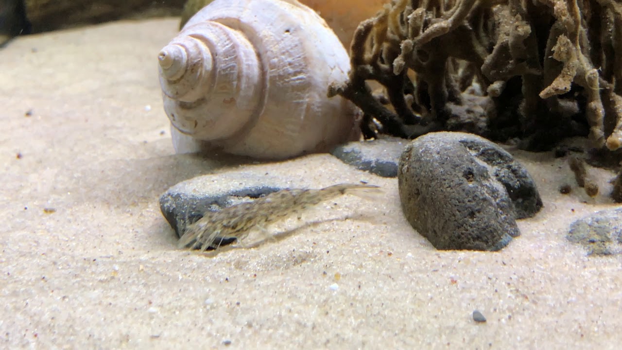 Sand Shrimp - YouTube