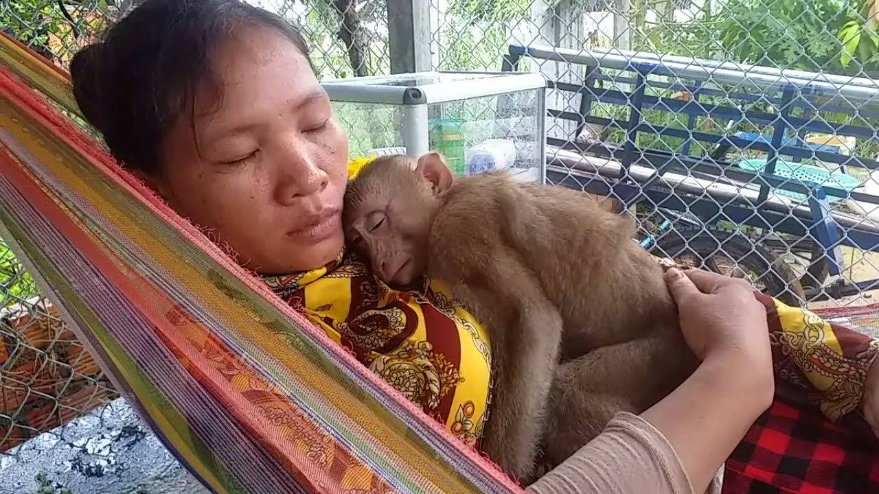 Mom comforted monkey Ella until well sleep together on hammock at noon ...