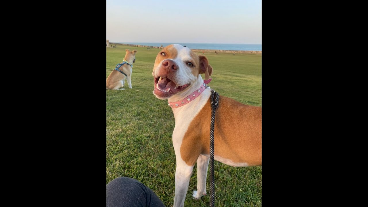 Meet Ally! The mixed Pittie - YouTube