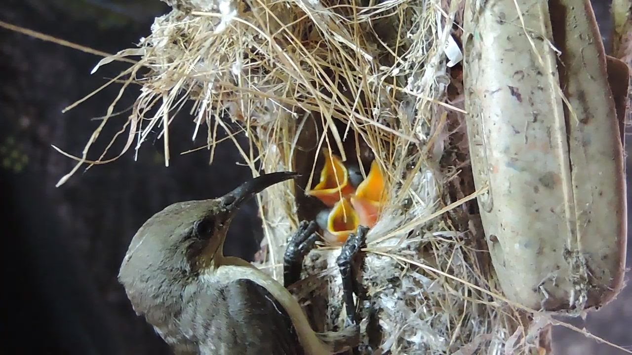 Sunbird Chicks - Amazing 12 Days Journey From Nest To Sky 🎧 - YouTube