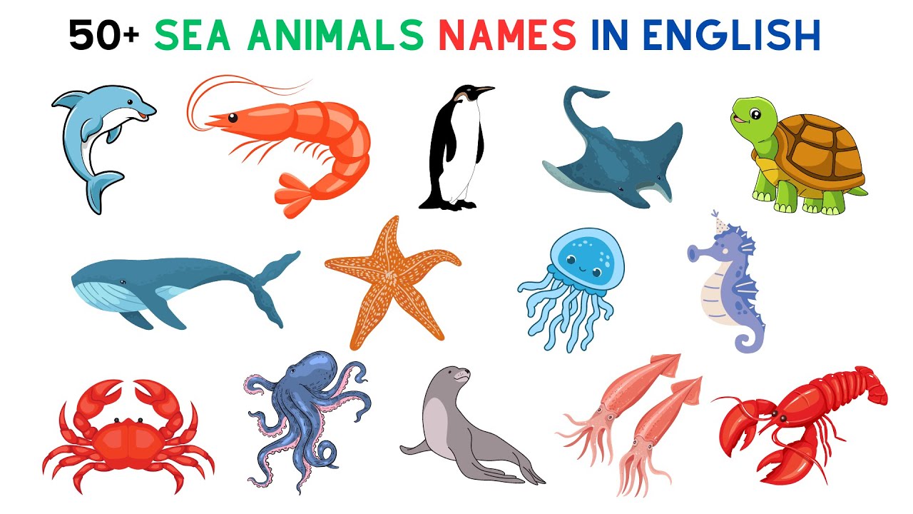 Learn Names Of Sea Animals In English Esl Buzz English Vocabulary BBC