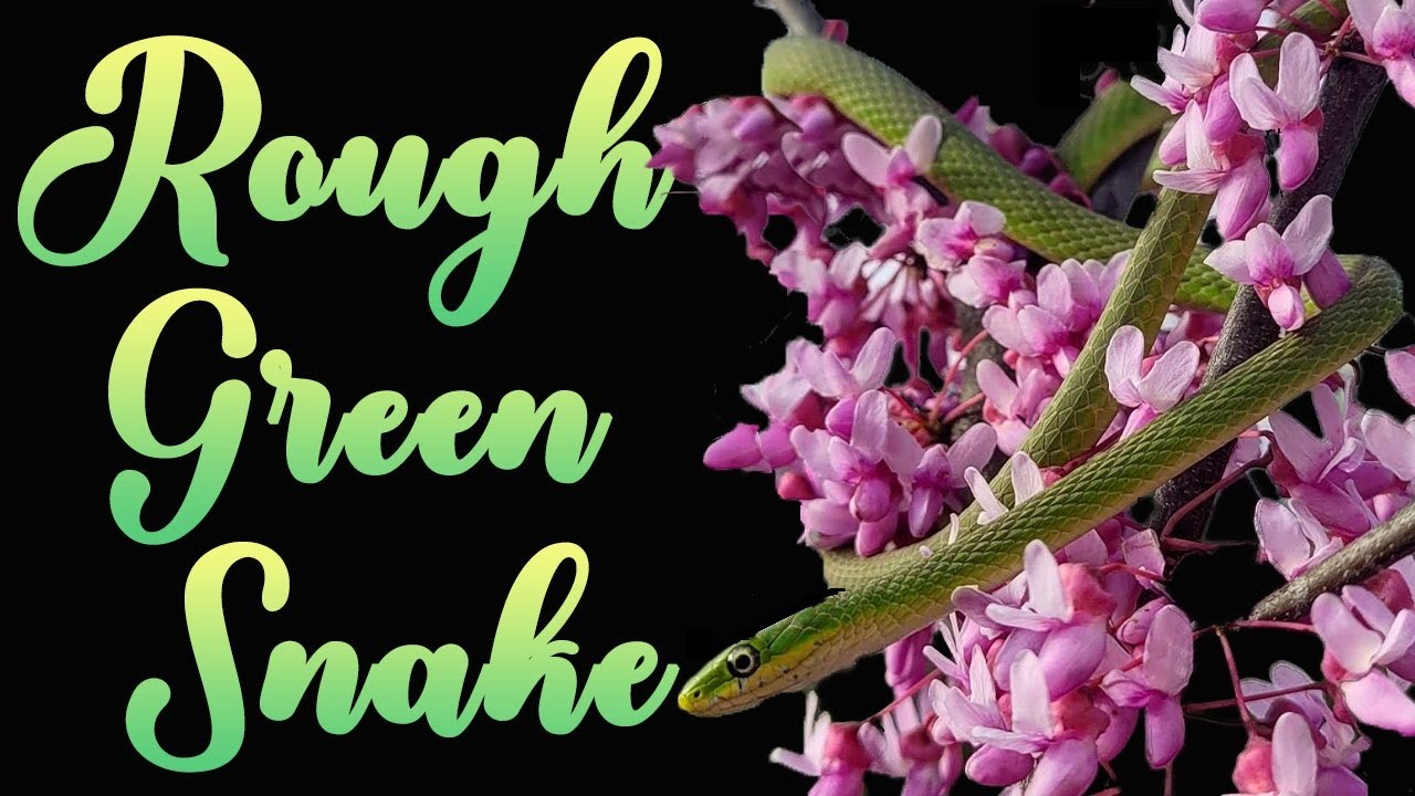 Snakey the Rough Green Snake - YouTube