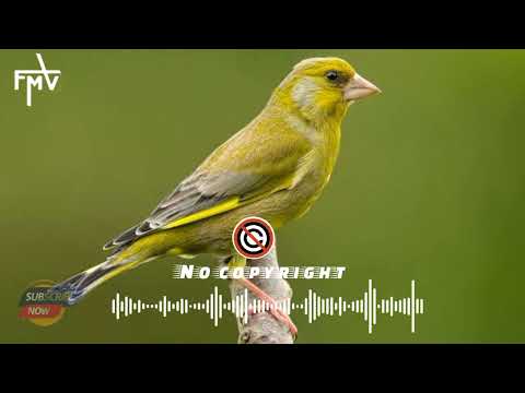 Greenfinch sound effect | greenfinch birds sound effect | birds sound free | free music vander.
