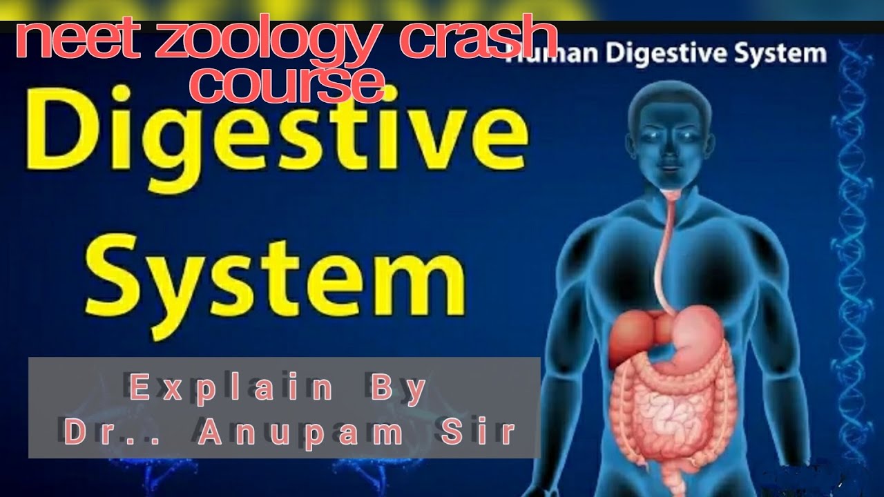 Digestion and Absorption in 1.1 short \ All Theory, Tricks & PYQs ...
