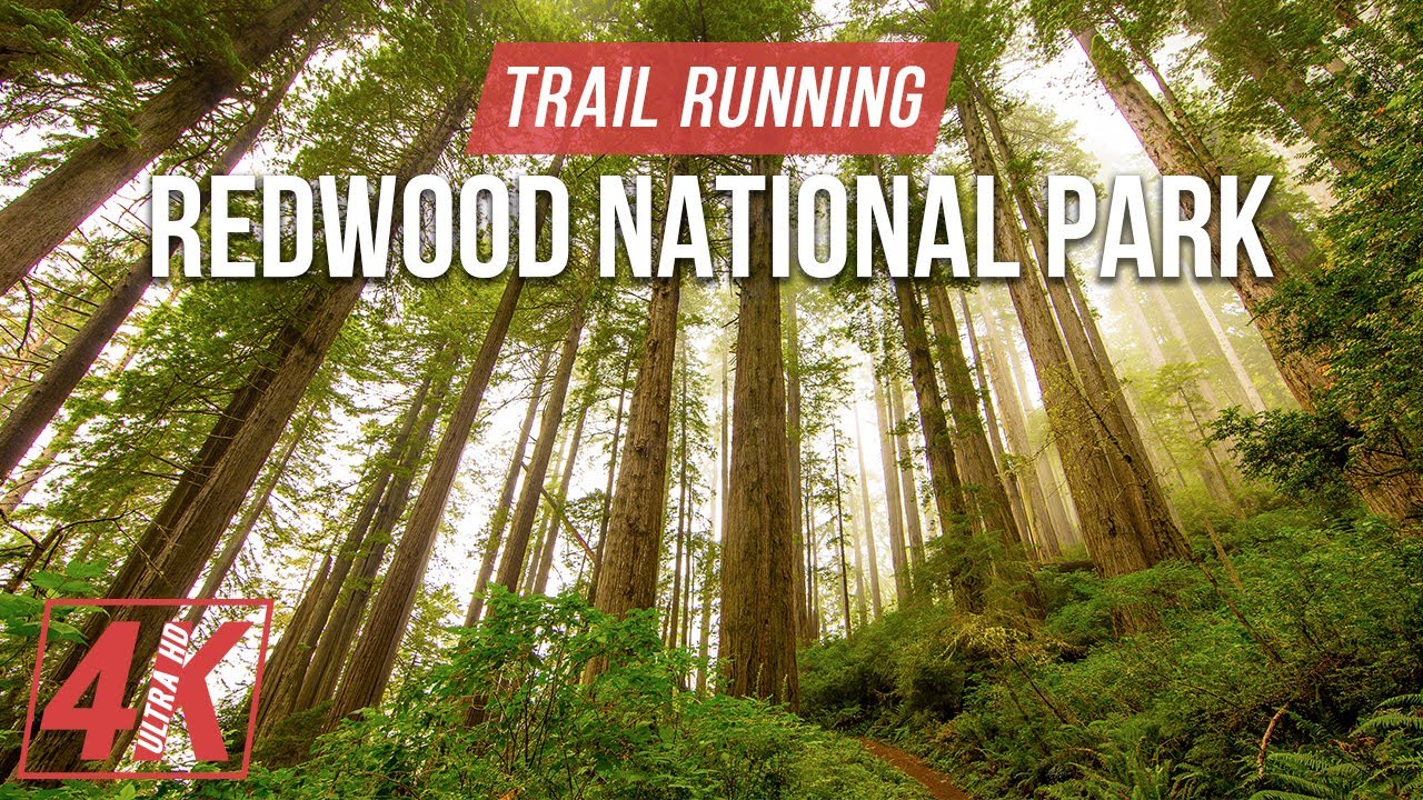 Jogging through the Redwood National and State Parks - 4K Virtual Trail ...