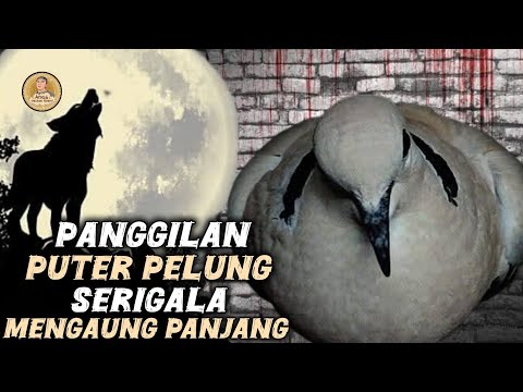 Suara Puter Pelung Serigala Menangis Panjang Super Kuwok Ampuh Buat Pancingan ‼️