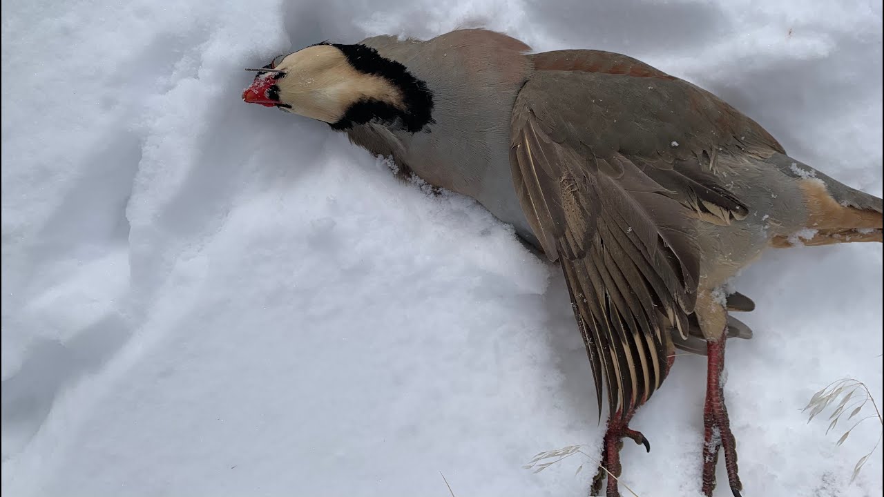 Chukar Chasers: December Chukar Hunt - YouTube