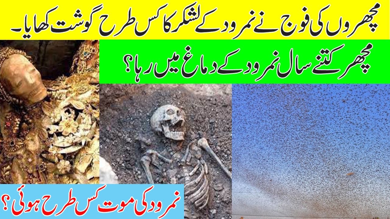 Namrood aur Machar | Namrood Kaun Tha | Qari Ghulam Mustafa Qadri By ...