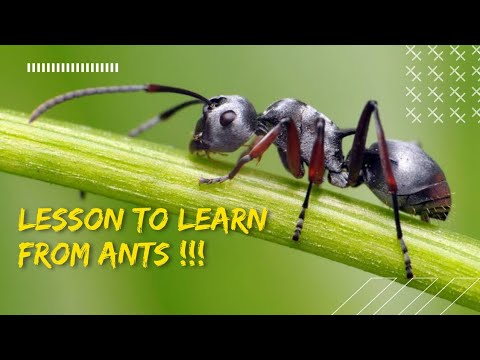 Ants Teamwork | Lesson To Learn from Ants 🐜 🐜 - YouTube
