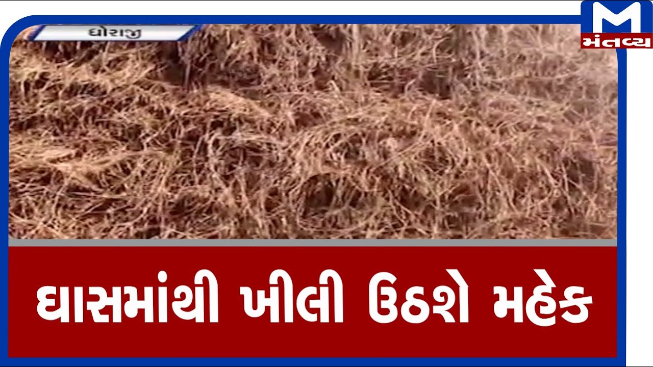Dhoraji : સુંગધિત ઘાસની ખેતી | Farmer | - YouTube